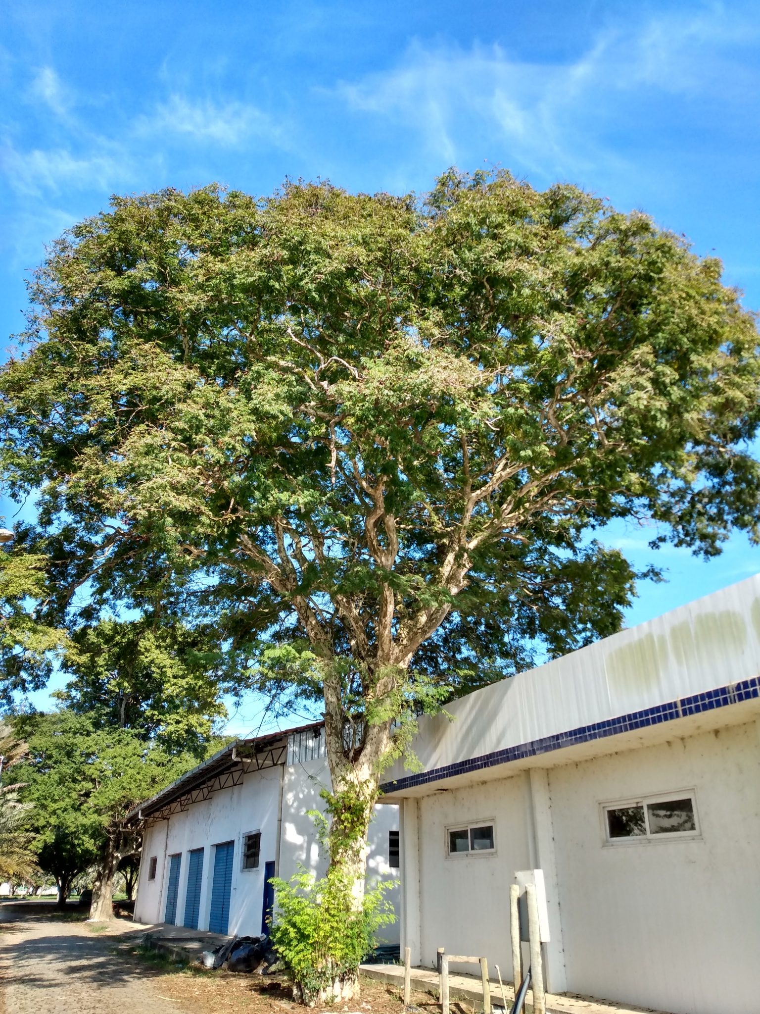 Pau-ferro – Árvores da UENF