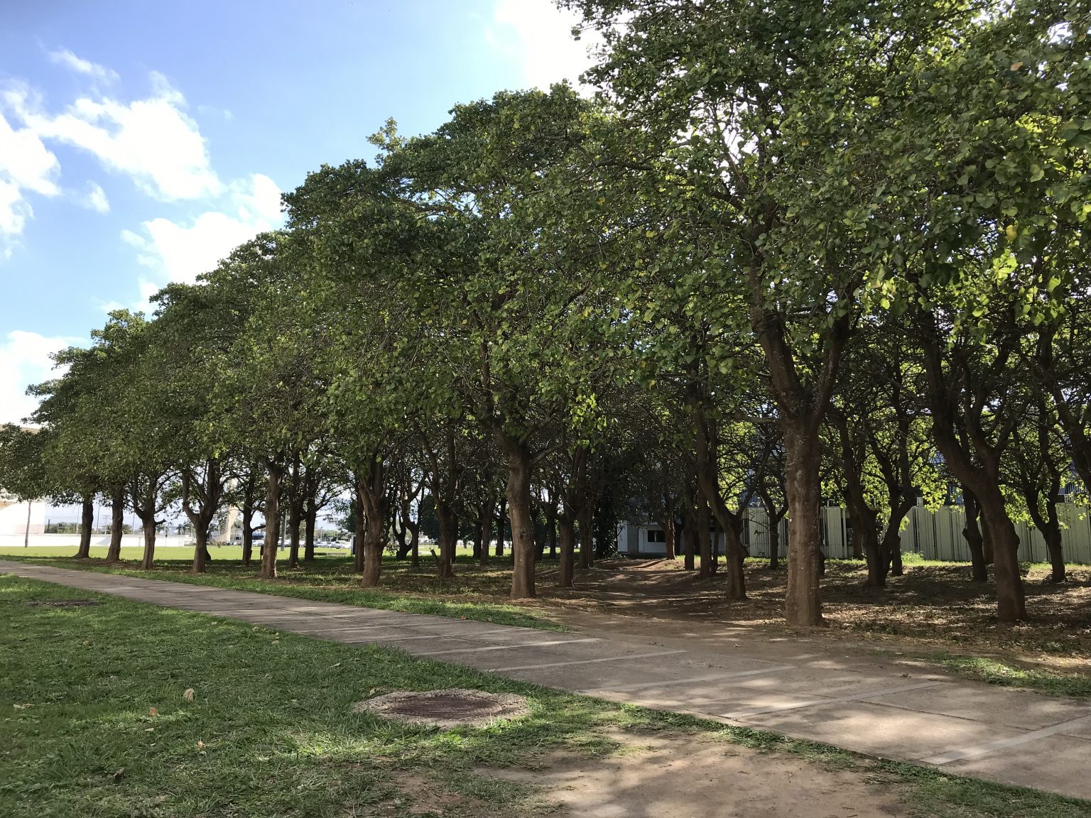 Mulungu – Árvores da UENF