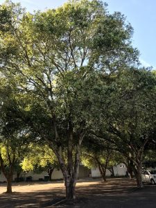Oiti – Árvores da UENF