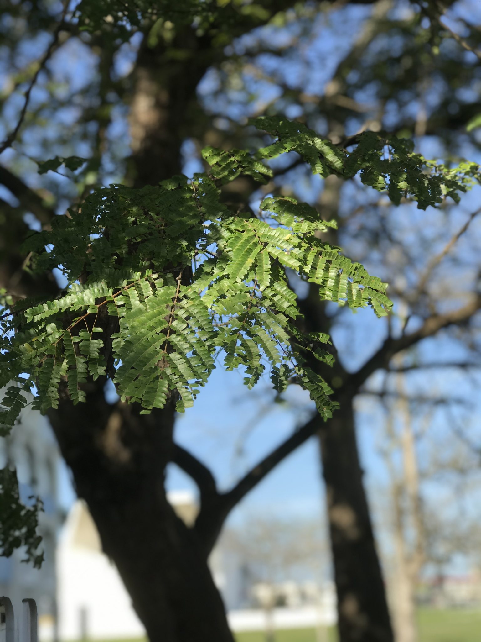 Sibipiruna – Árvores da UENF