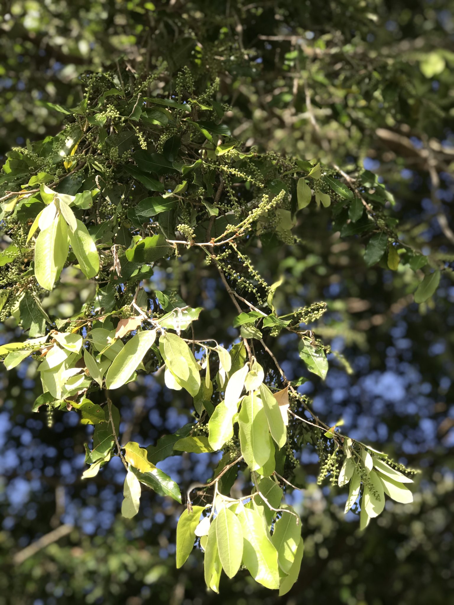 Oiti – Árvores da UENF