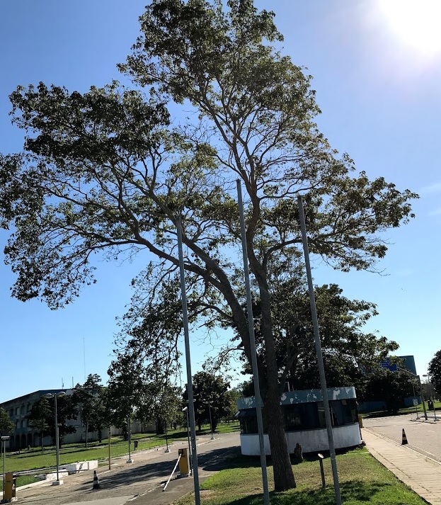 Peroba do campo – Árvores da UENF