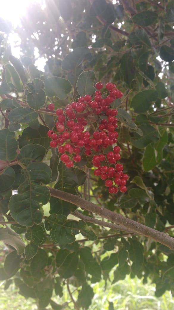 Aroeira-pimenteira – Árvores da UENF