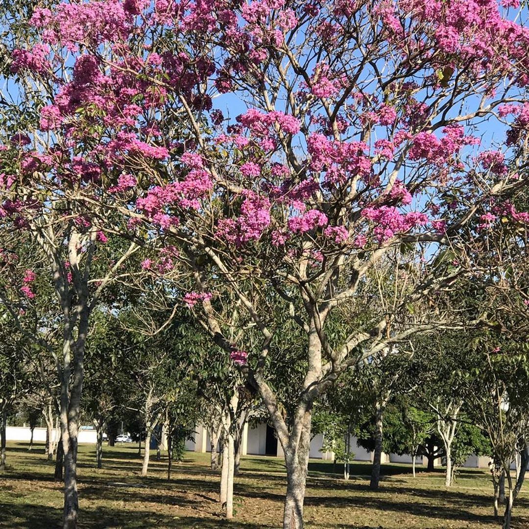 Ipê roxo – Árvores da UENF