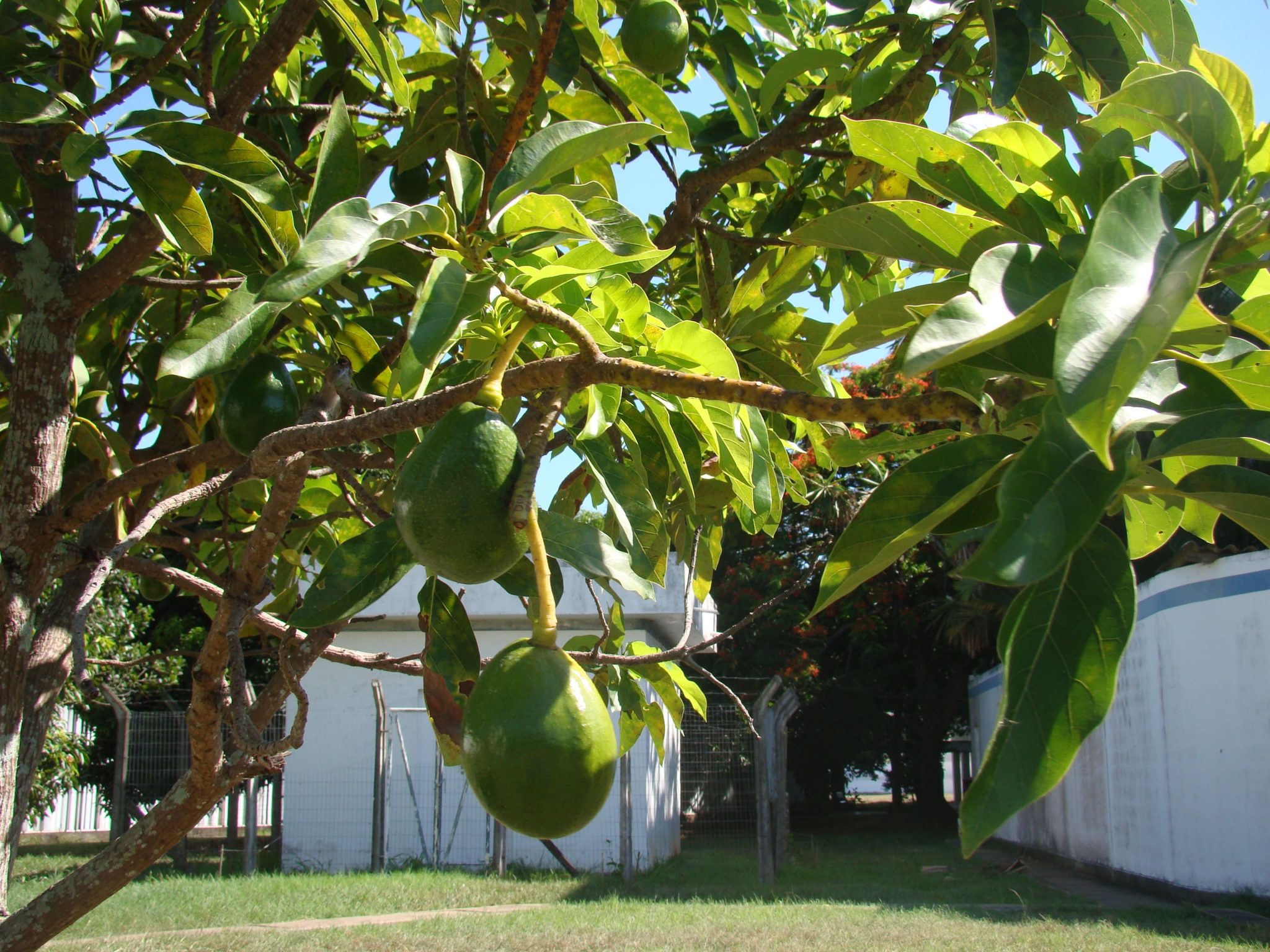 Abacateiro – Árvores da UENF