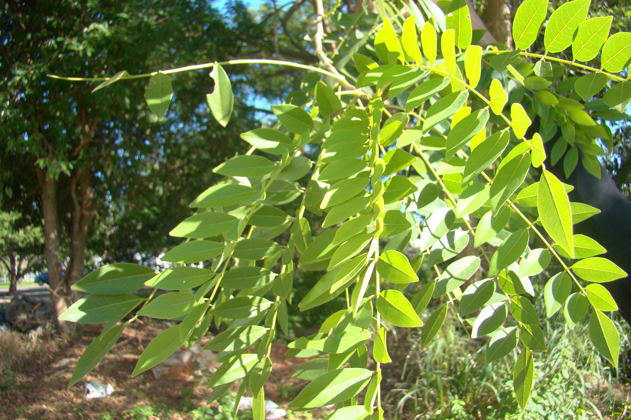 Gliricidia – Árvores da UENF