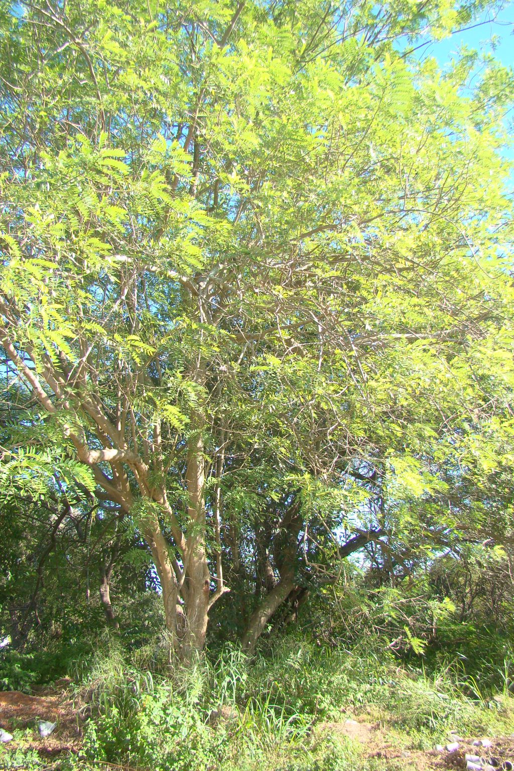 Gliricidia – Árvores da UENF