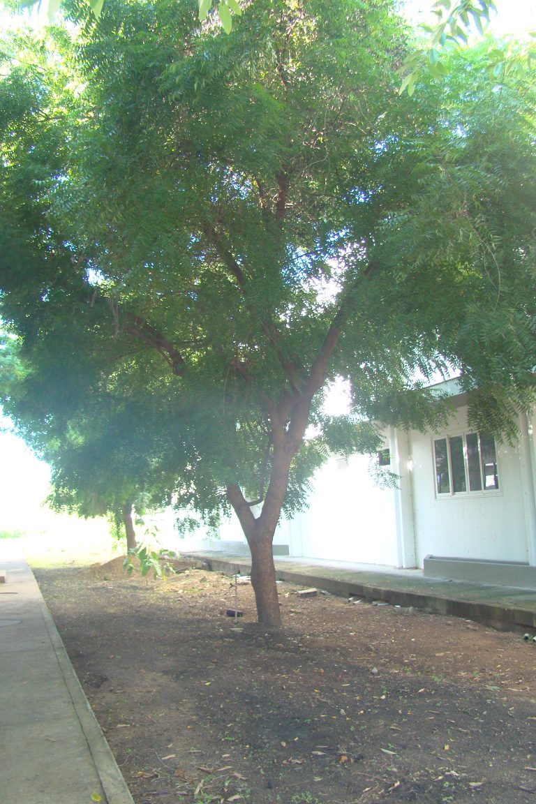 Neem – Árvores da UENF