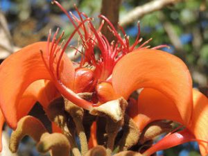 Mulungu – Árvores da UENF