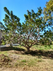 Seriguela – Árvores da UENF