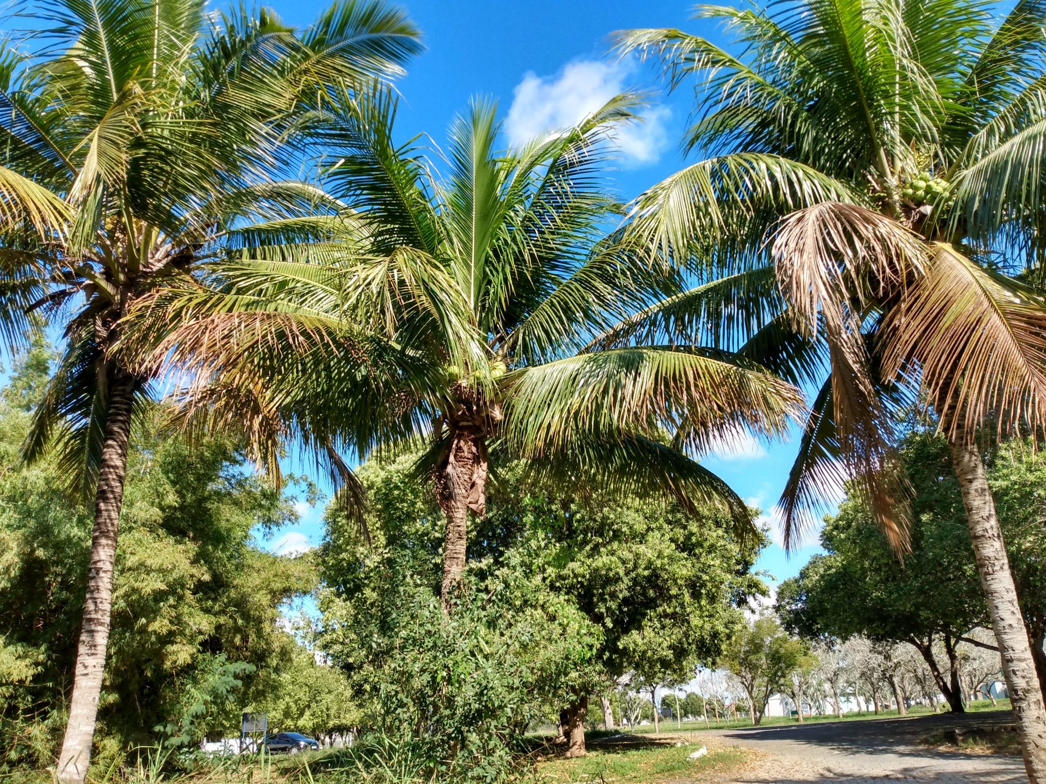 Coqueiro – Árvores da UENF