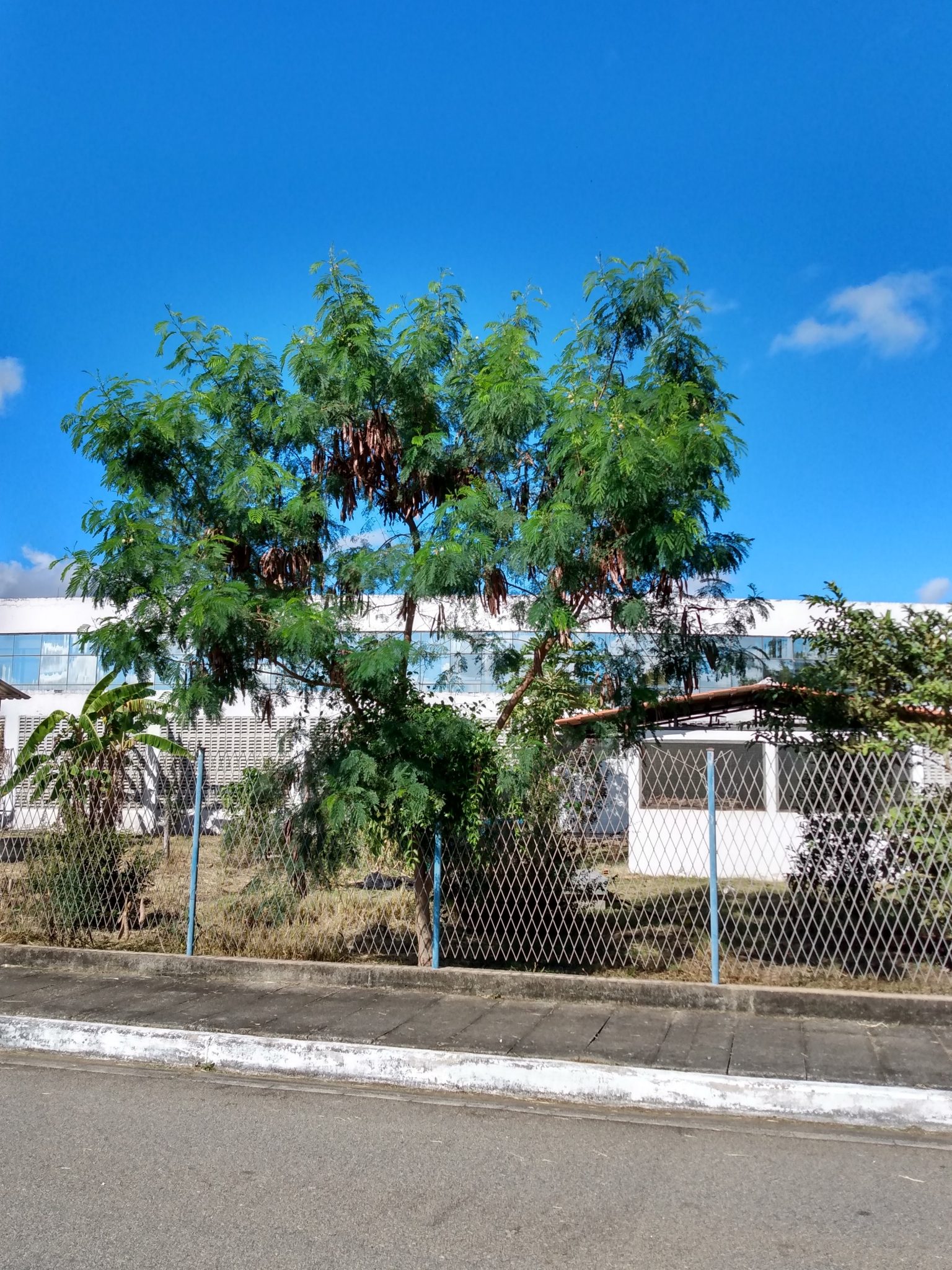 Leucena – Árvores da UENF