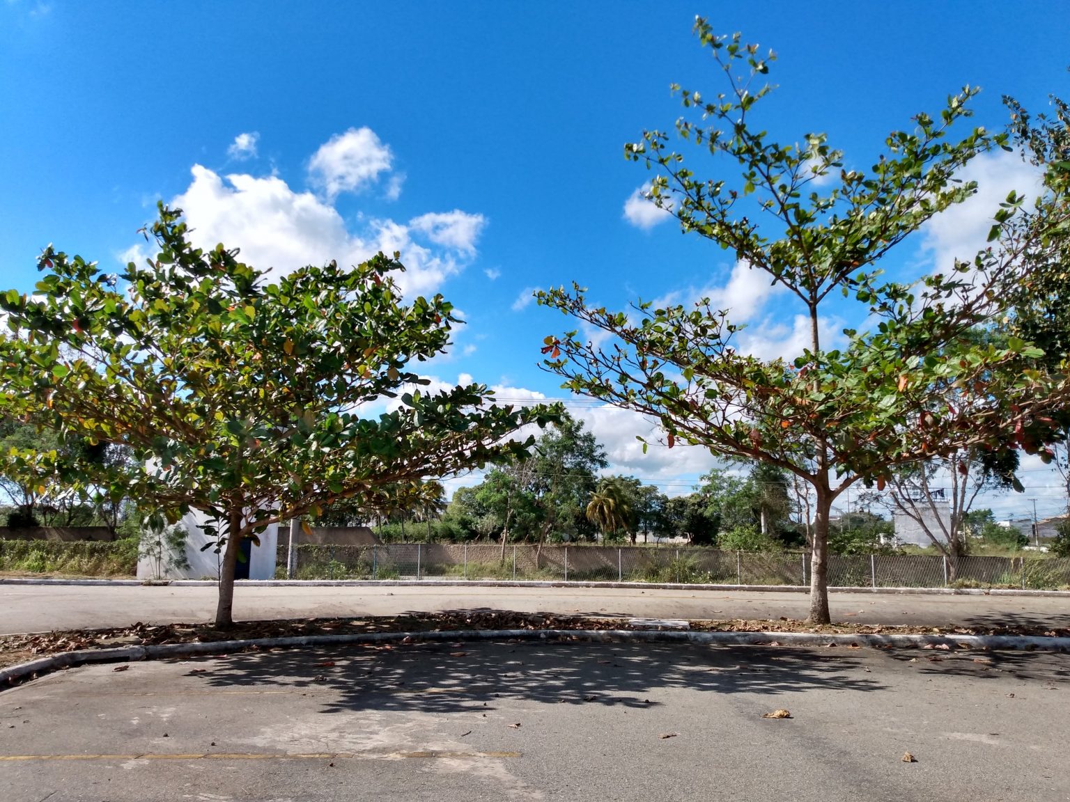 Castanheira da praia – Árvores da UENF