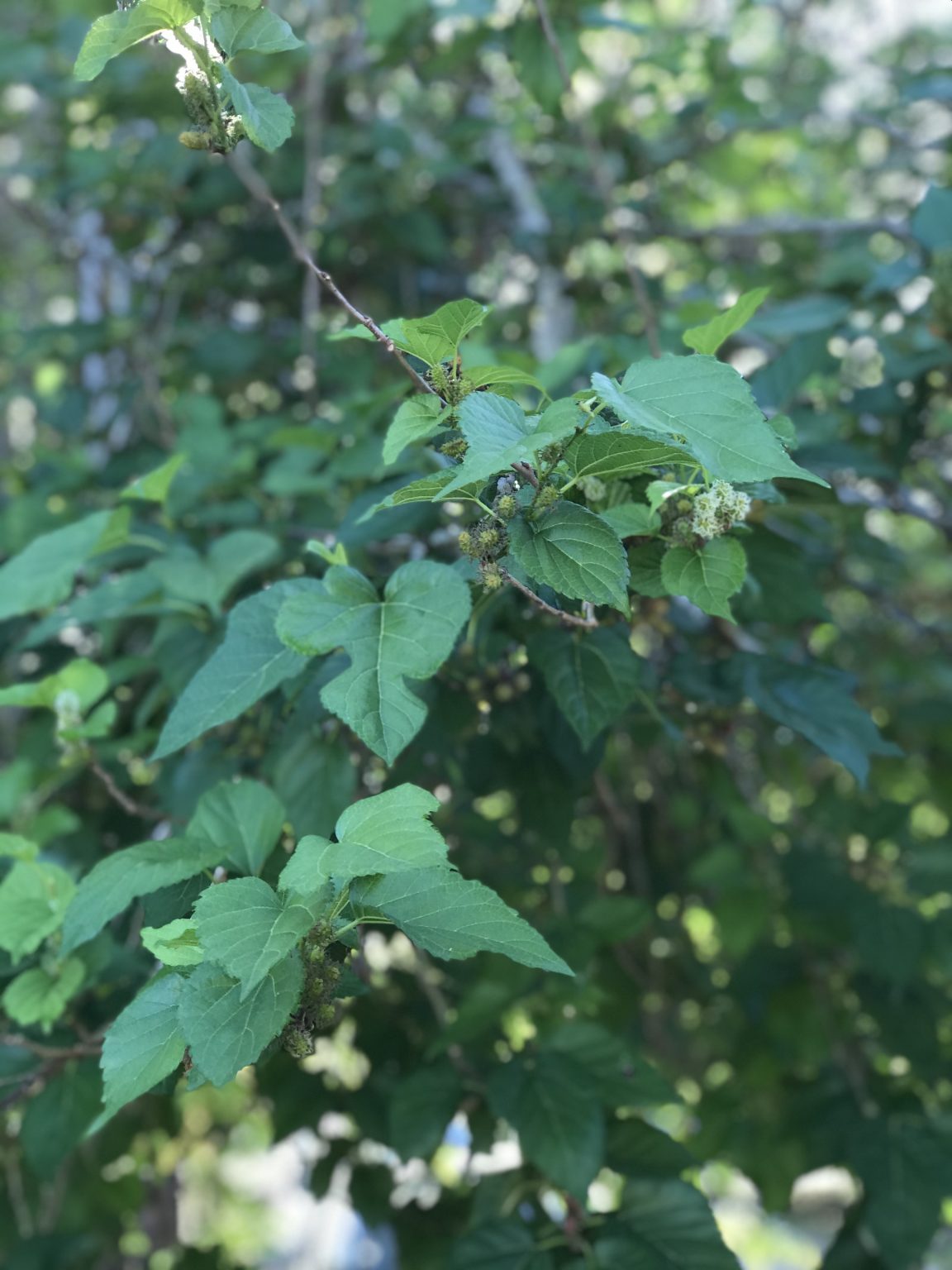 Amora – Árvores da UENF