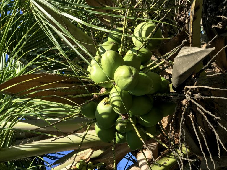 Coqueiro – Árvores da UENF