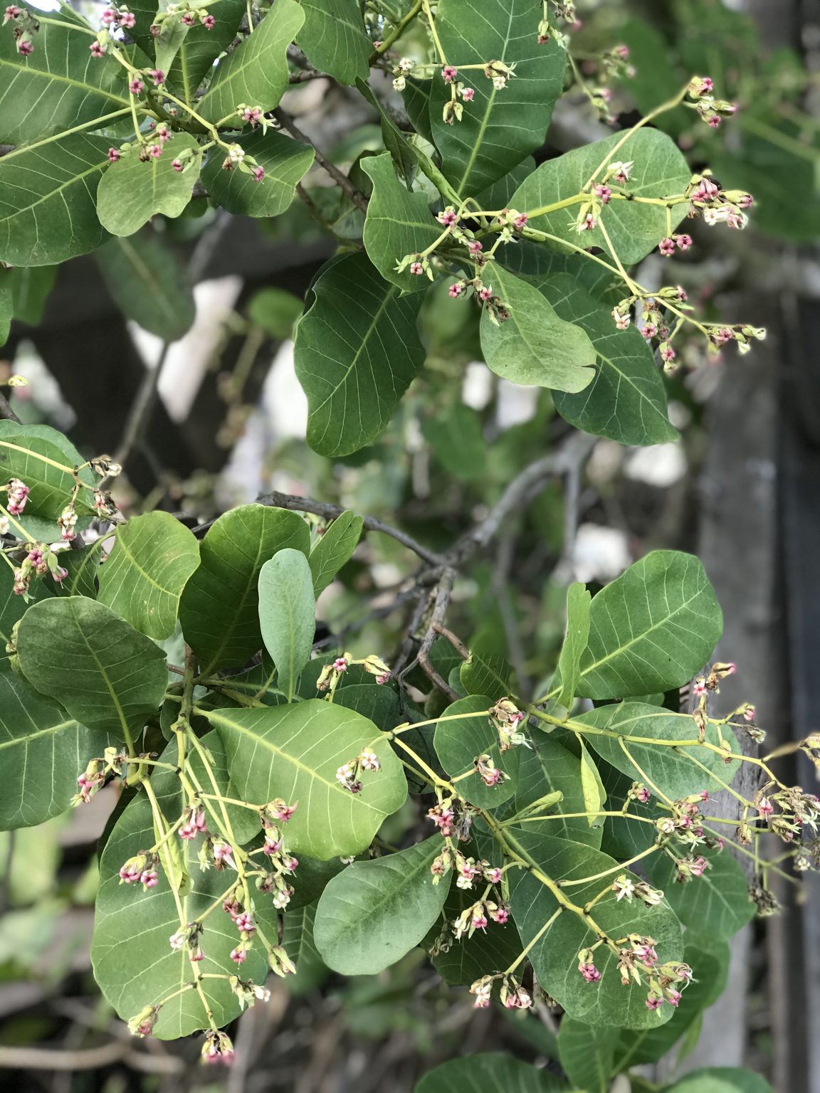 Caju – Árvores da UENF