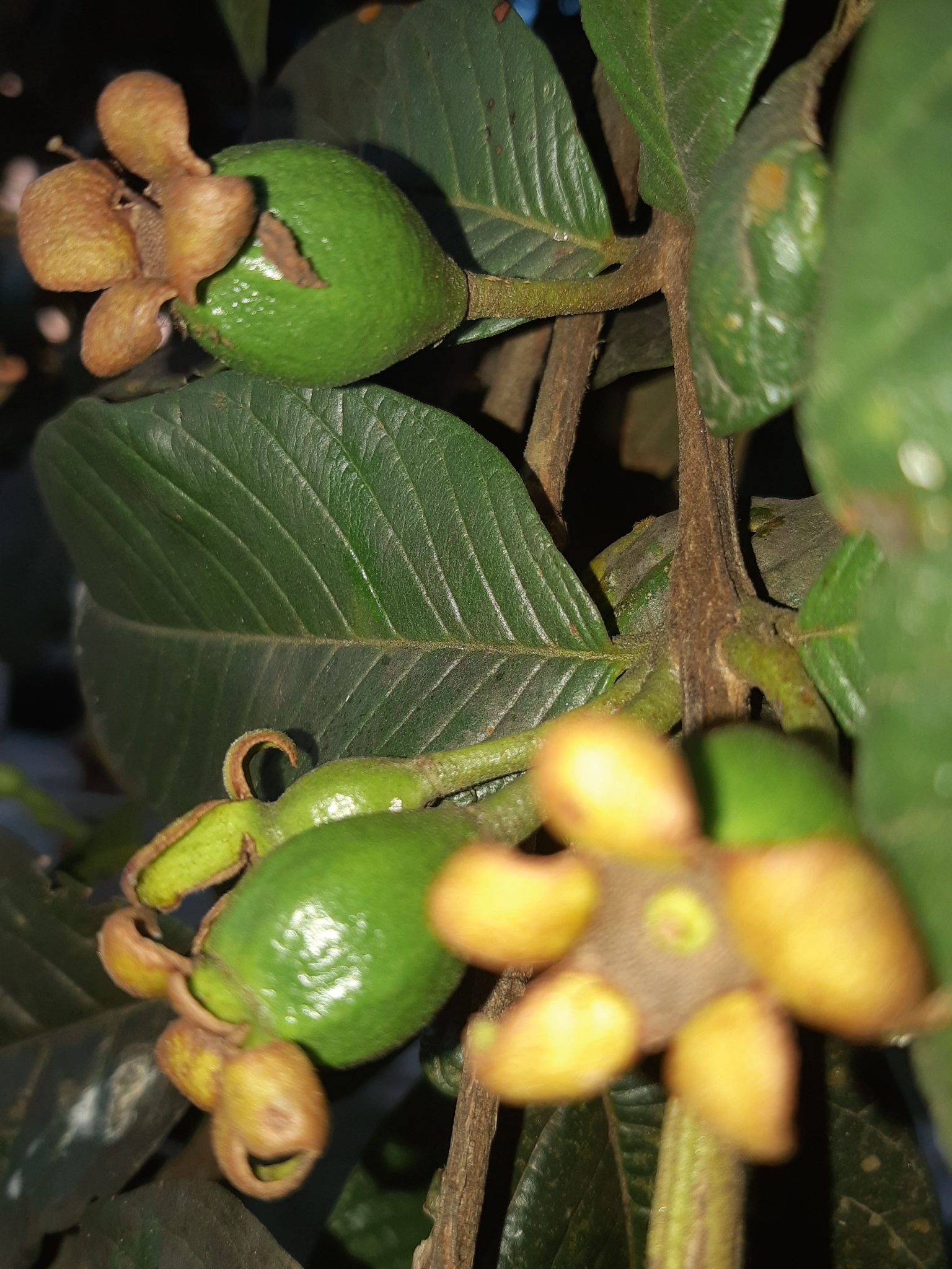 Goiabeira – Árvores da UENF