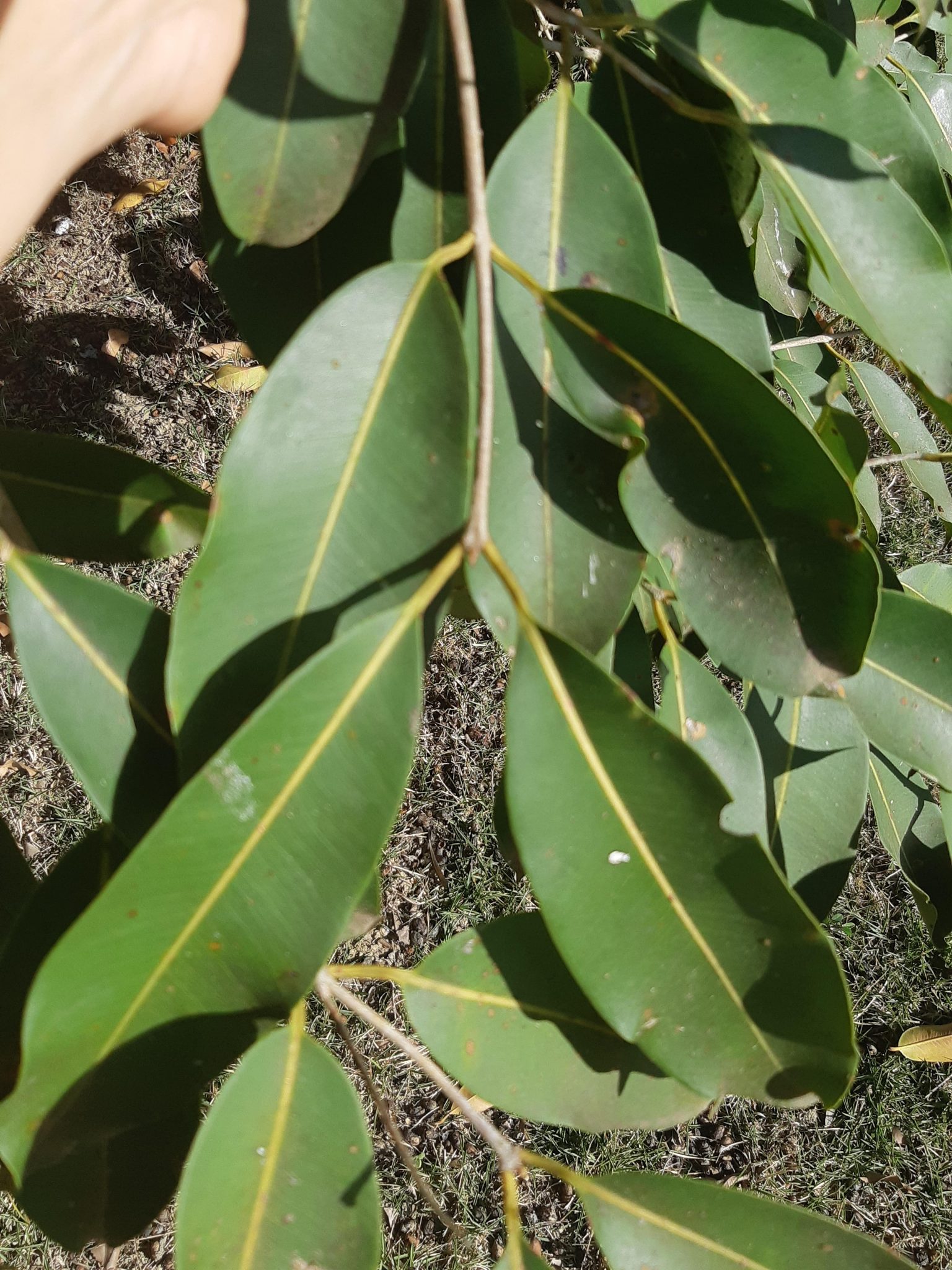 Jambolão – Árvores da UENF
