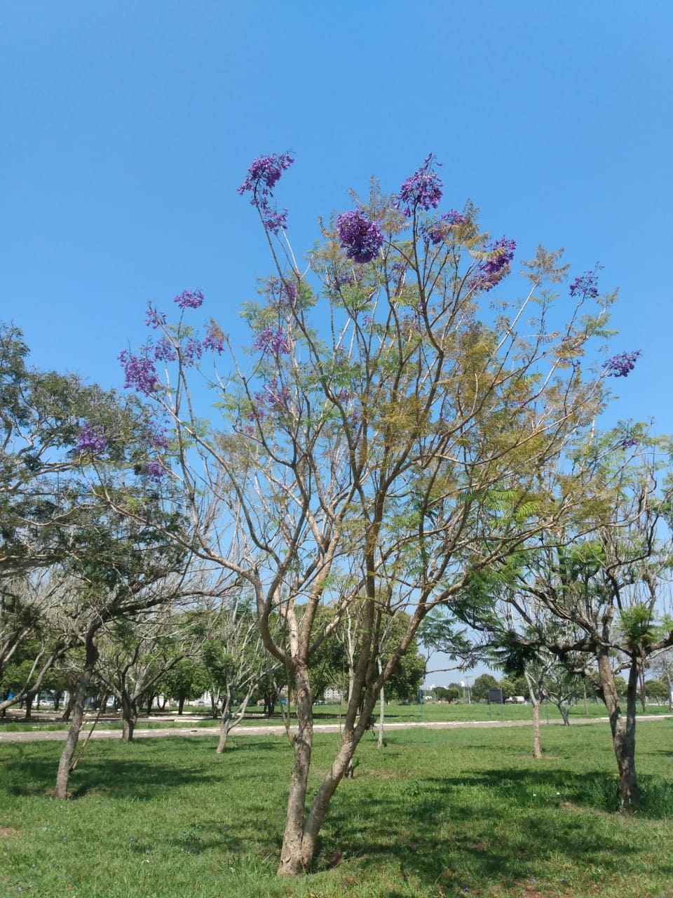 Jacaranda mimoso – Árvores da UENF