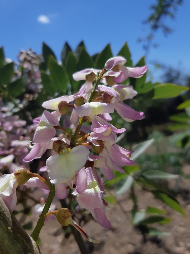 Gliricidia – Árvores da UENF