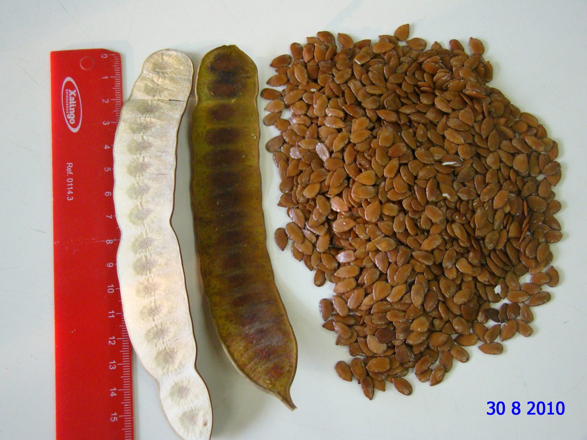 Vinhático – Árvores da UENF