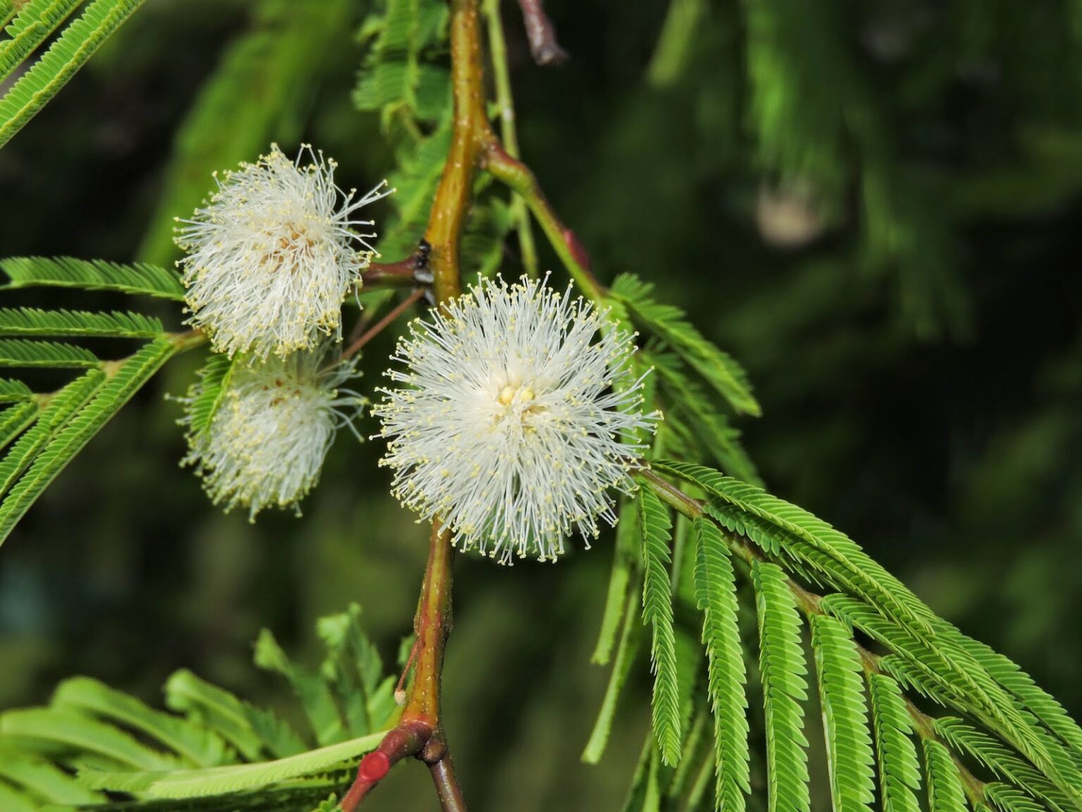 Angico branco – Árvores da UENF