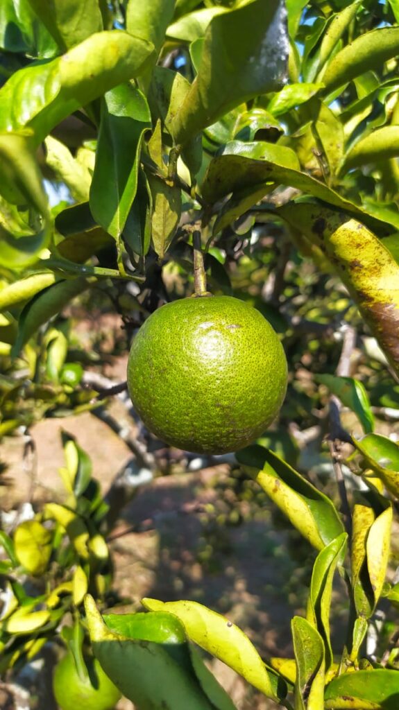 Folha Murcha sobre Flying Dragon – Árvores da UENF