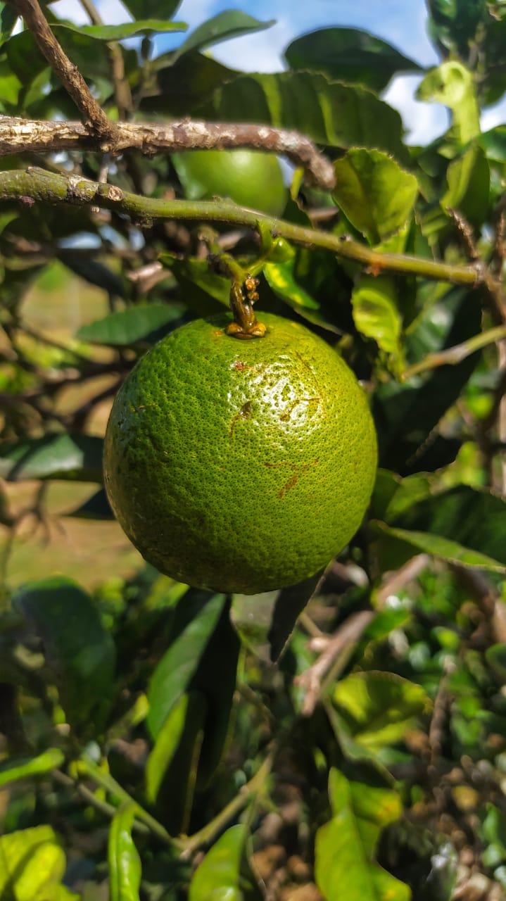 Lima comum sobre Flying Dragon – Árvores da UENF