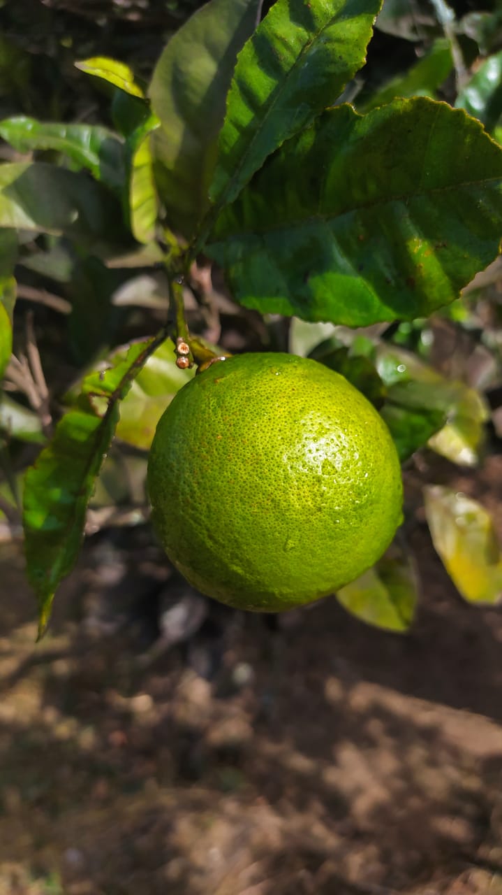 Pera Rio sobre Limoeiro Cravo – Árvores da UENF