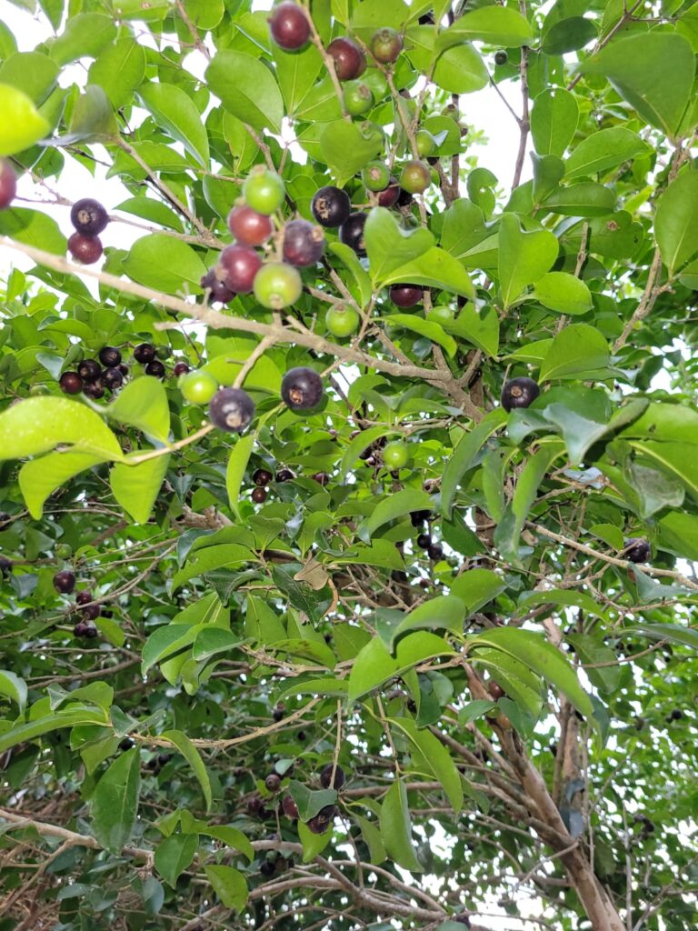 Araçá Roxo – Árvores da UENF