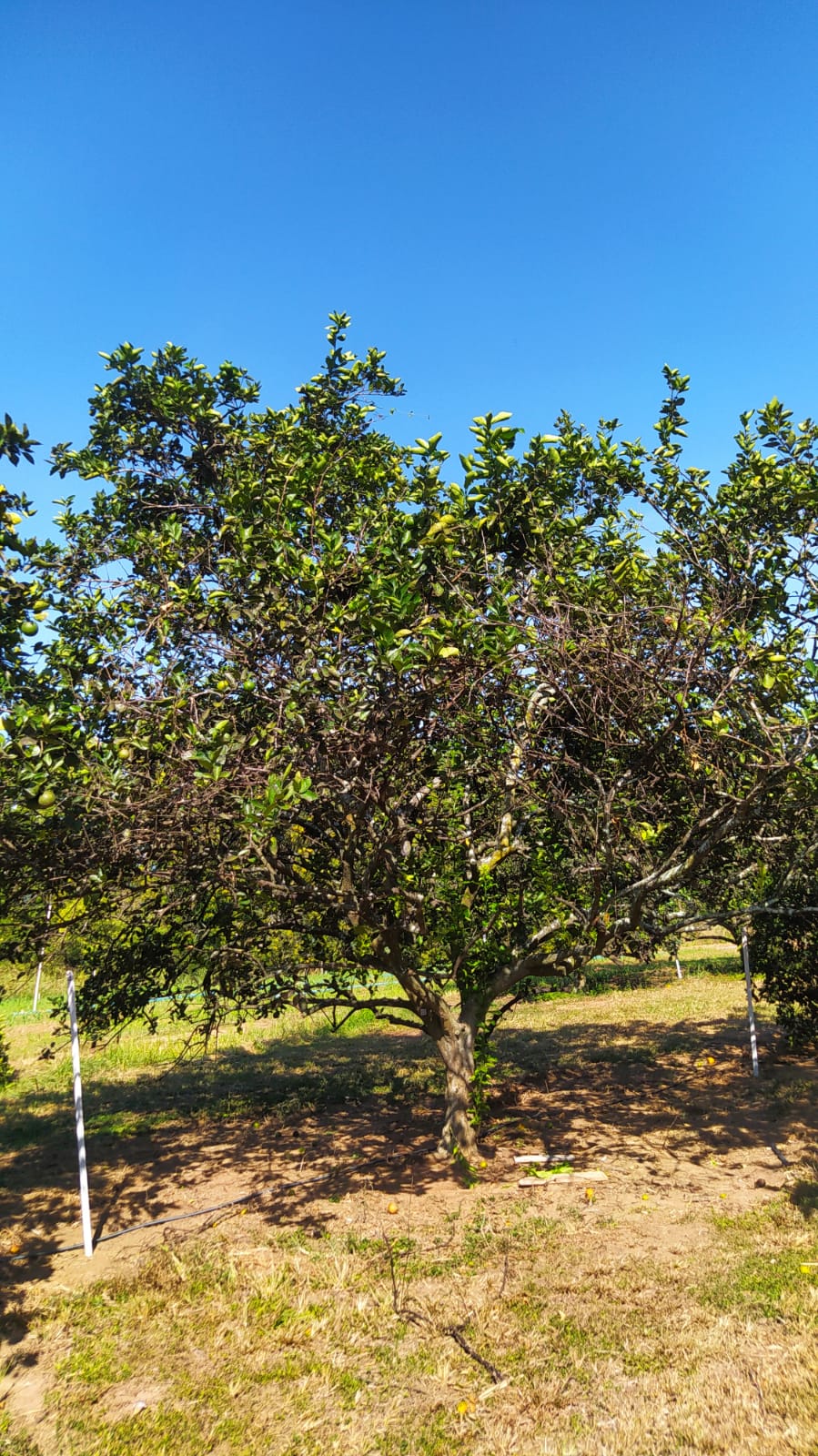 Tahiti sobre Limoeiro Cravo – Árvores da UENF