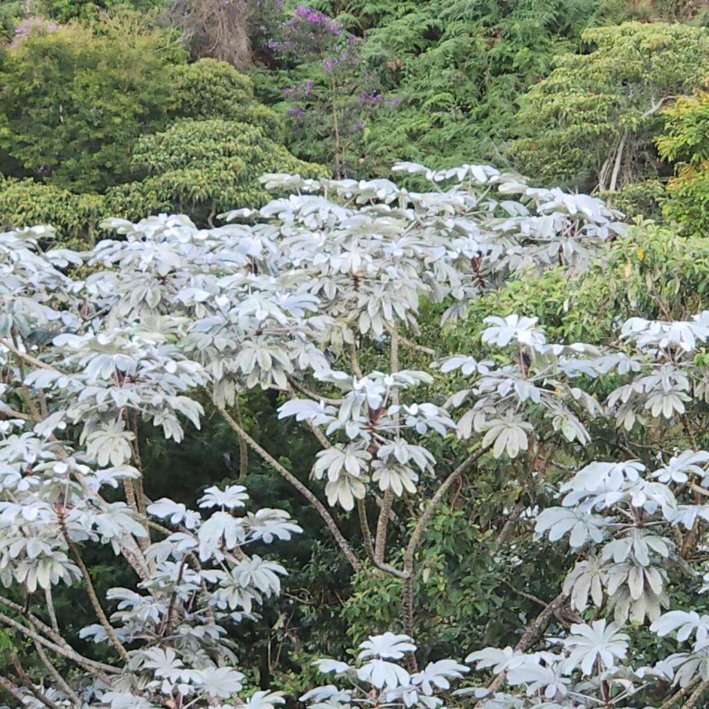 Embaúba prateada – Árvores da UENF