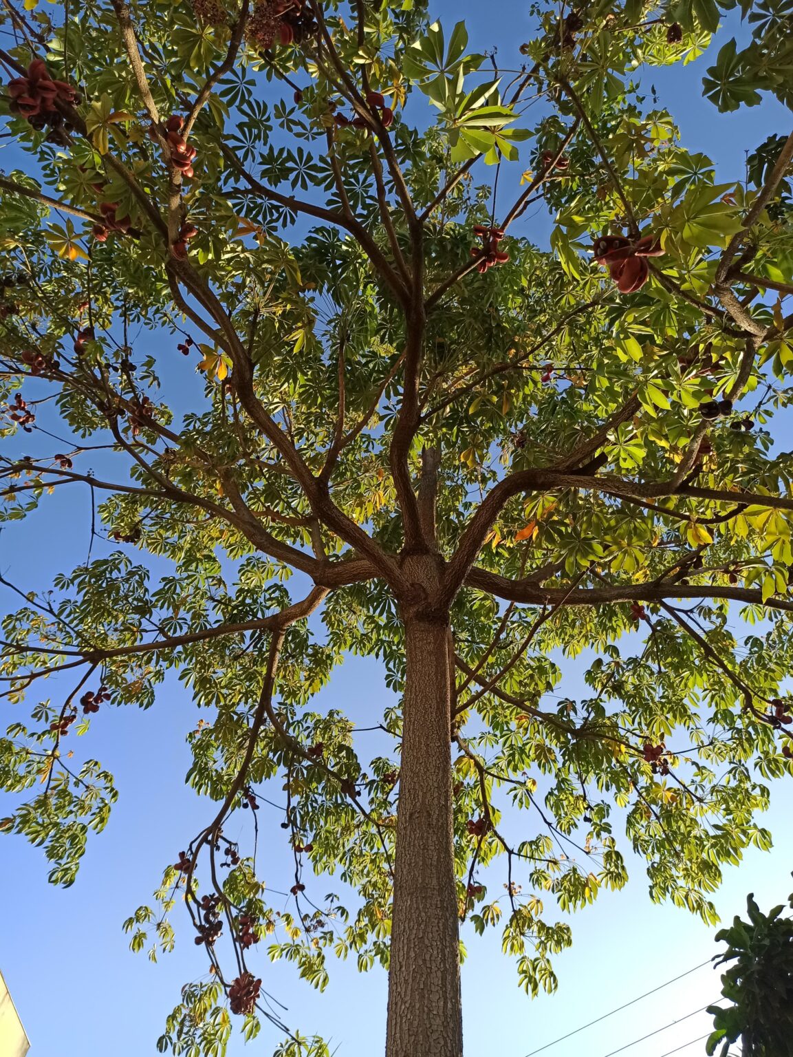Chichá – Árvores da UENF