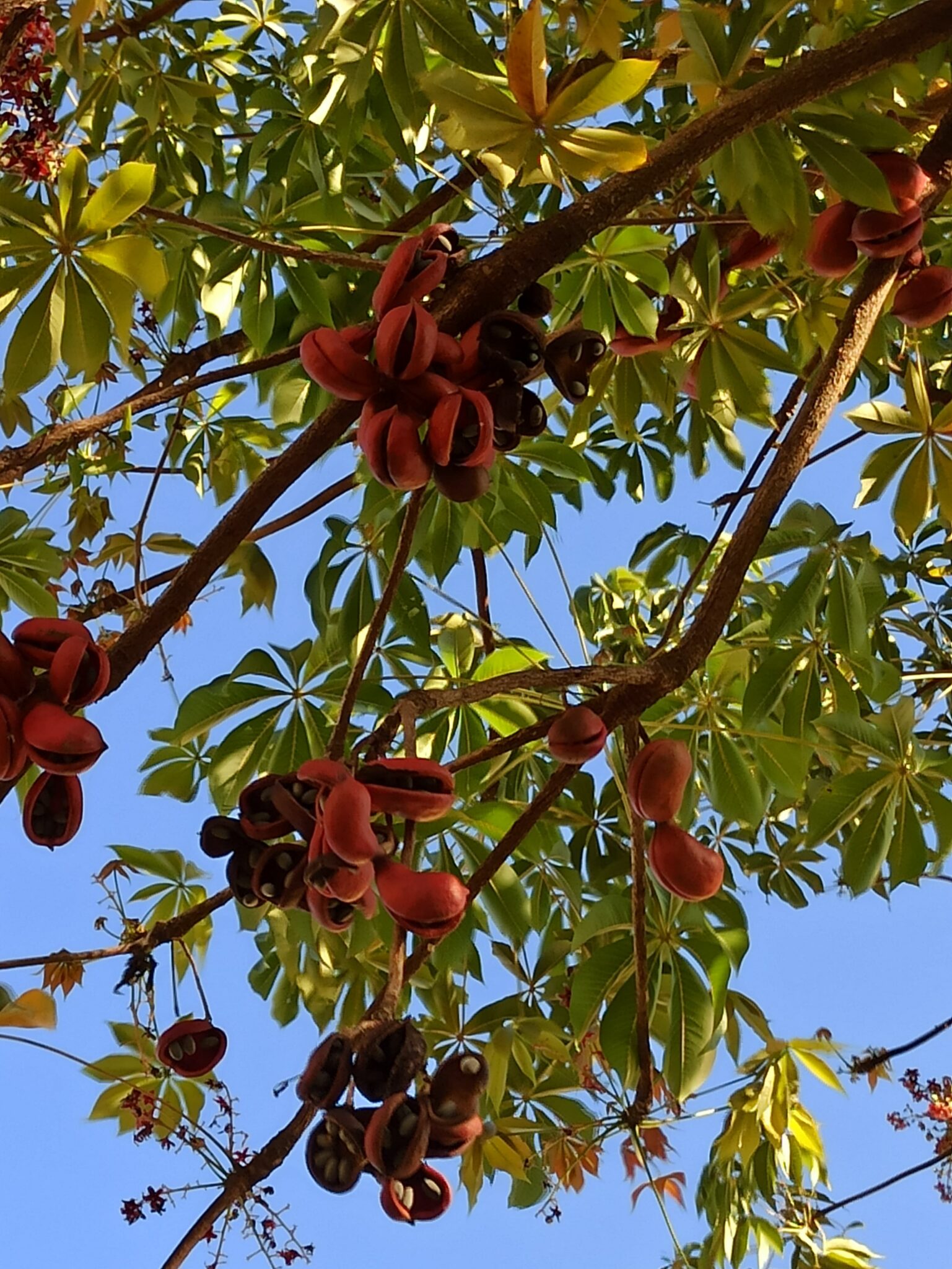 Chichá – Árvores da UENF