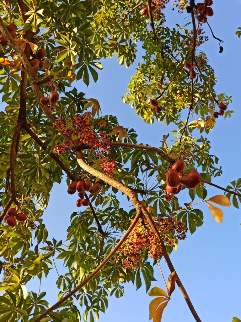 Chichá – Árvores da UENF