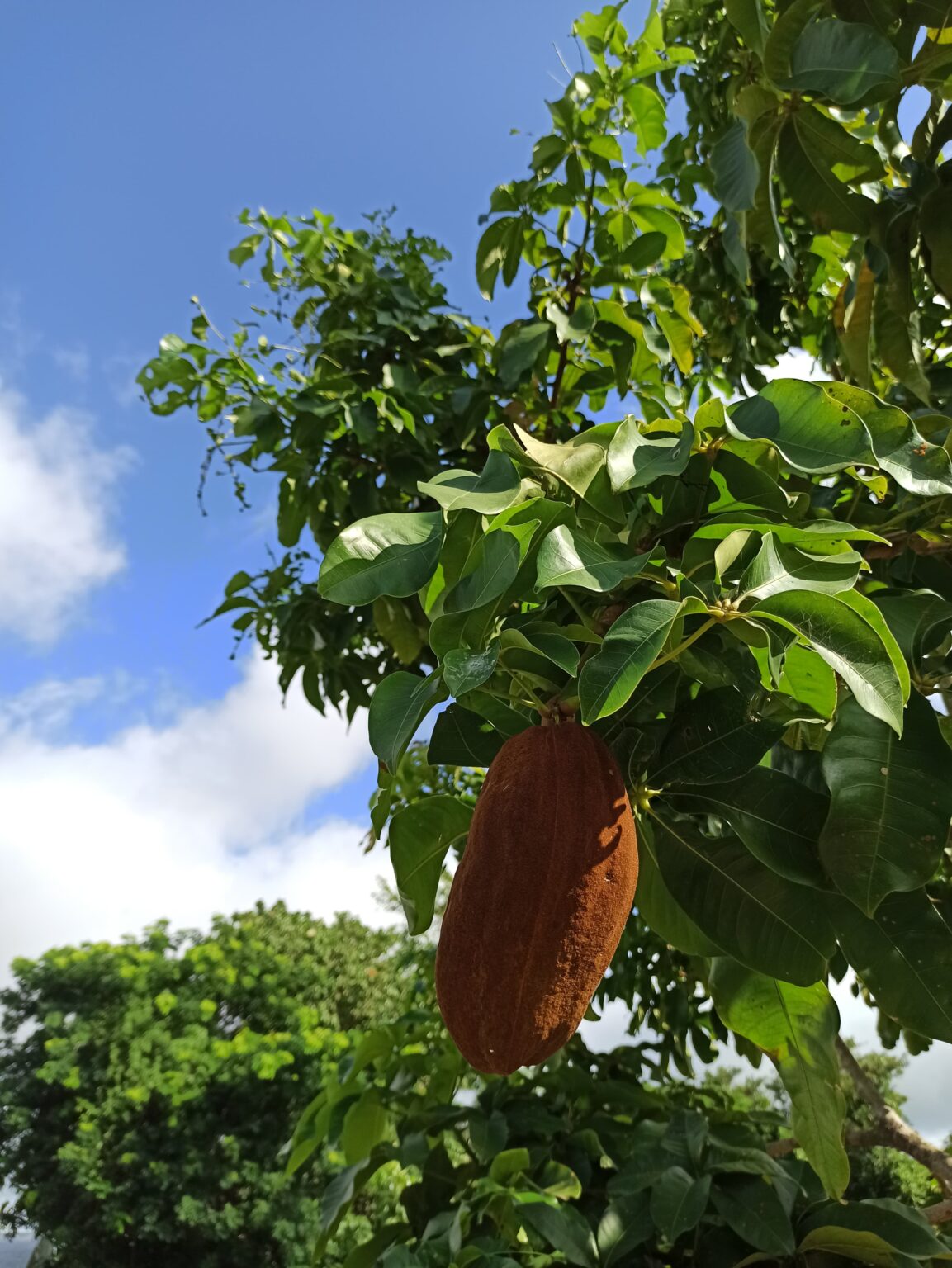 Monguba – Árvores da UENF