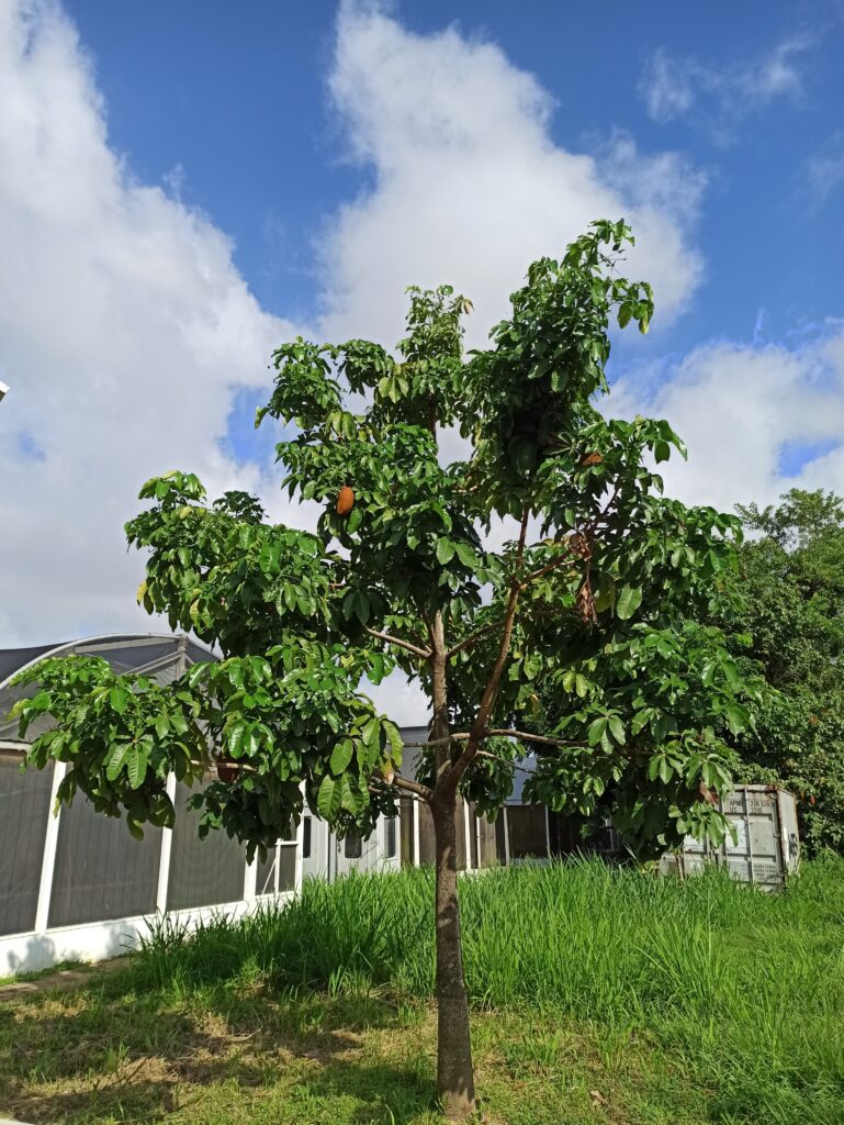 Monguba – Árvores da UENF