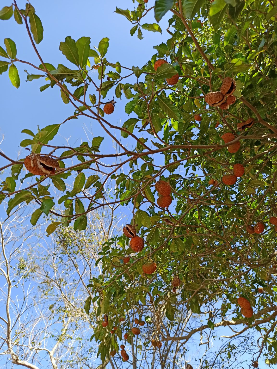 Leiteiro – Árvores da UENF