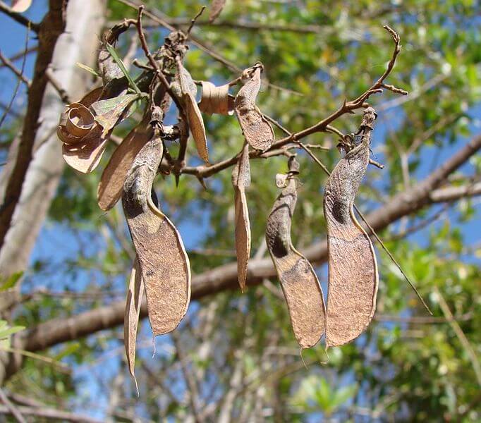 Jacarandá de espinho – Árvores da UENF